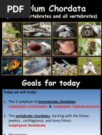 Phylum Chordata: Dr. Muhammad Zahid | PDF | Vertebrates | Chordates