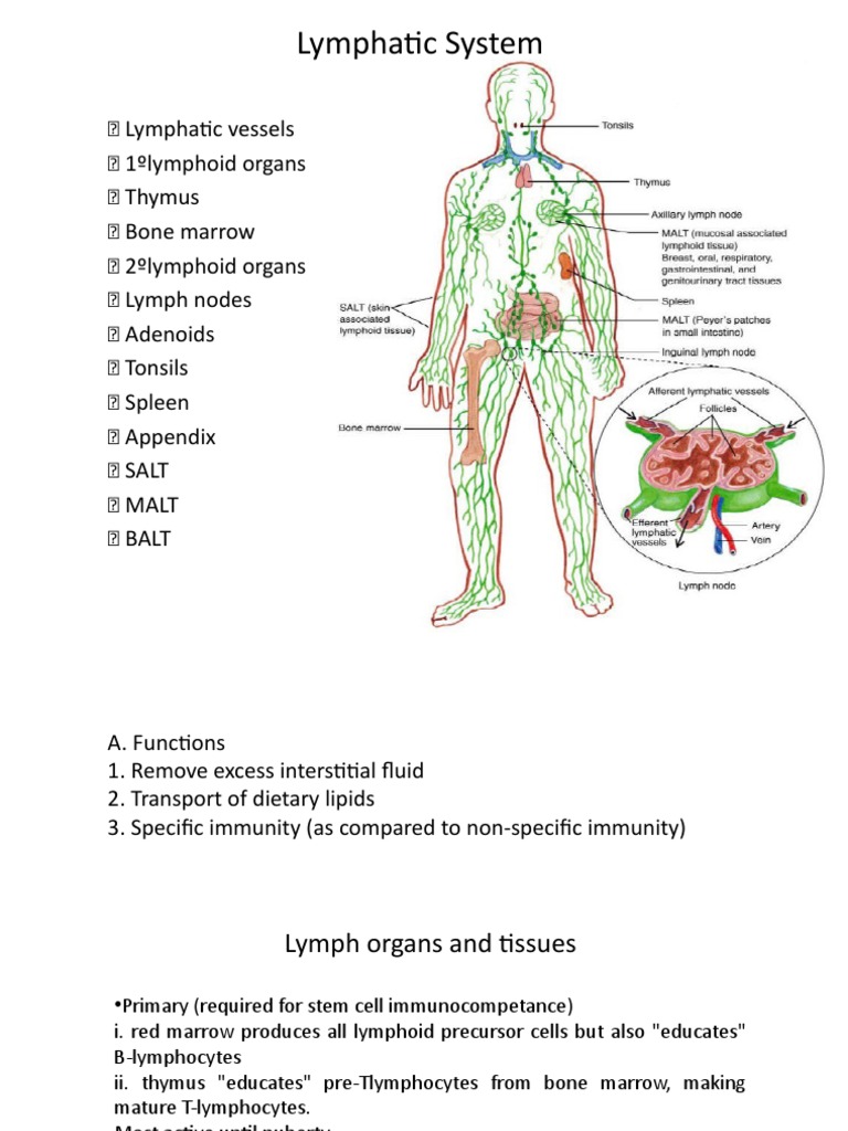 Lymphoid Organs | Lymphatic System | Lymph Node