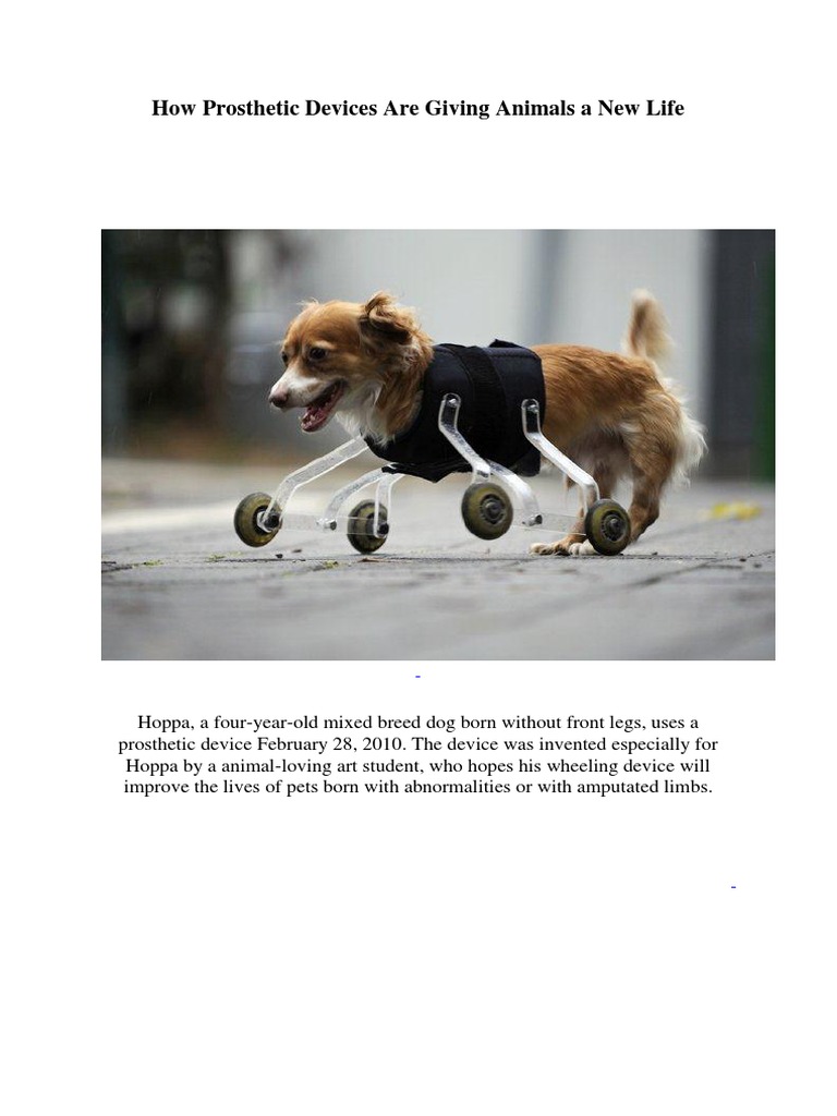 How Prosthetic Devices Are Changing Disabled Animals' Lives | PDF ...