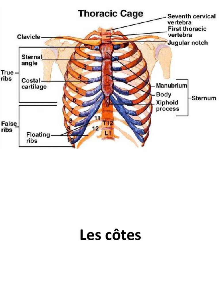Cotes Et Sternum | Vertèbre | Articulation (anatomie)