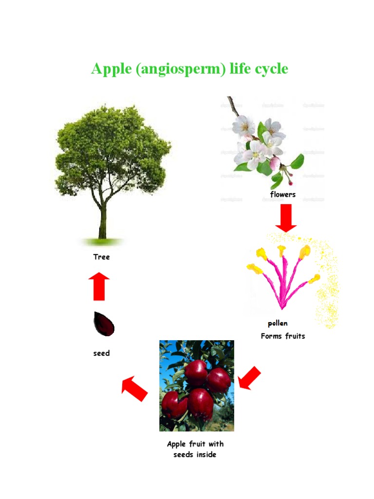 Angiosperm Life Cycle | PDF