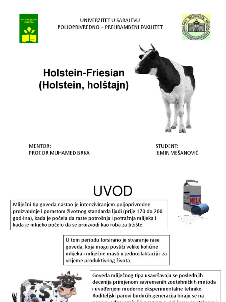 Holstein Frisien | PDF