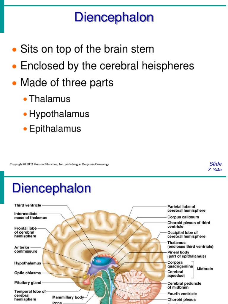 Diencephalon Presentation | Brainstem | Thalamus