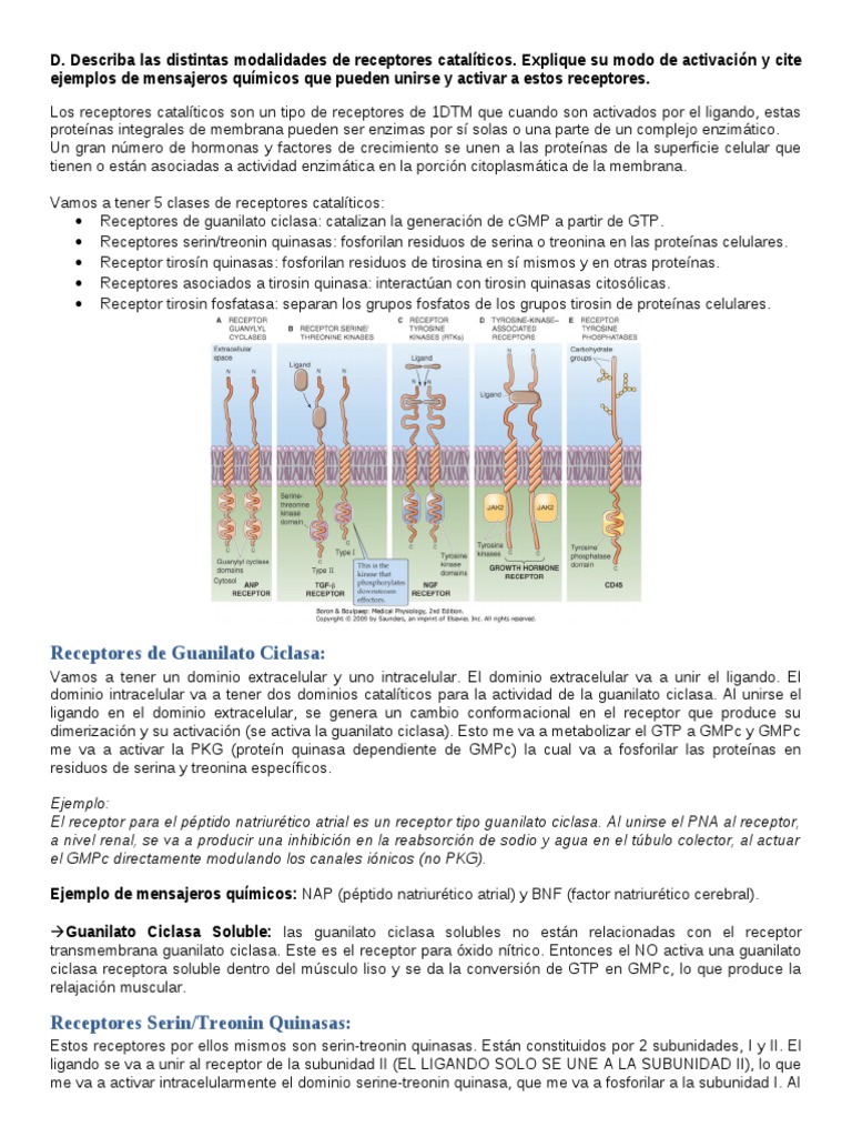 ATP2 Receptores Cataliticos | PDF | Tirosina quinasa | Receptor (Bioquímica)