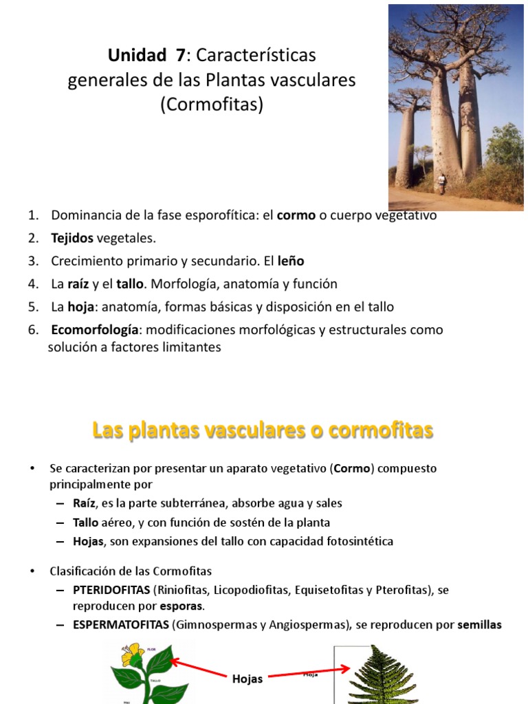 Unidad 7 Cormofitas | PDF | Raíz | Hoja