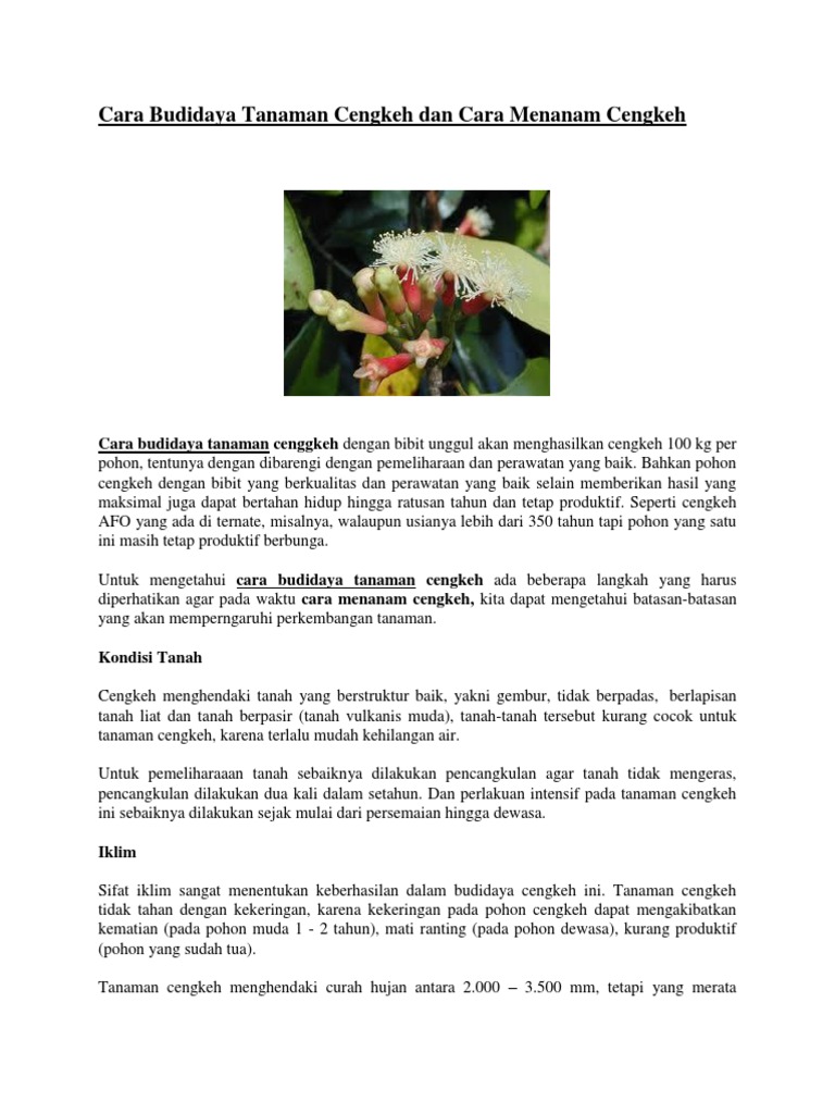 Cara Budidaya Tanaman Cengkeh Dan Cara Menanam Cengkeh | PDF