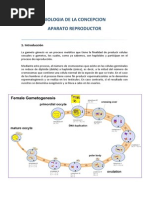 Esquema Proceso Gametogénesis Detallado | PDF | Mitosis | Sistema reproductivo