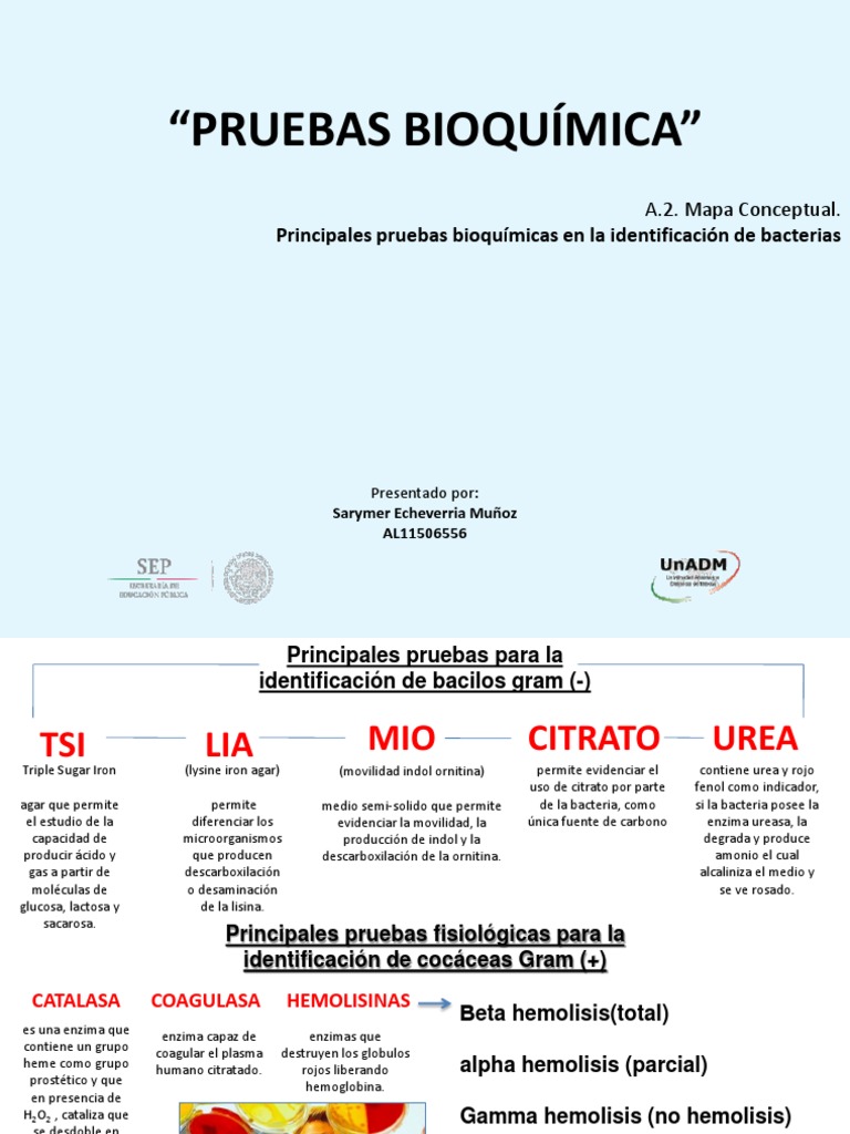 Principales pruebas bioquímicas para la identificación de bacterias | PDF
