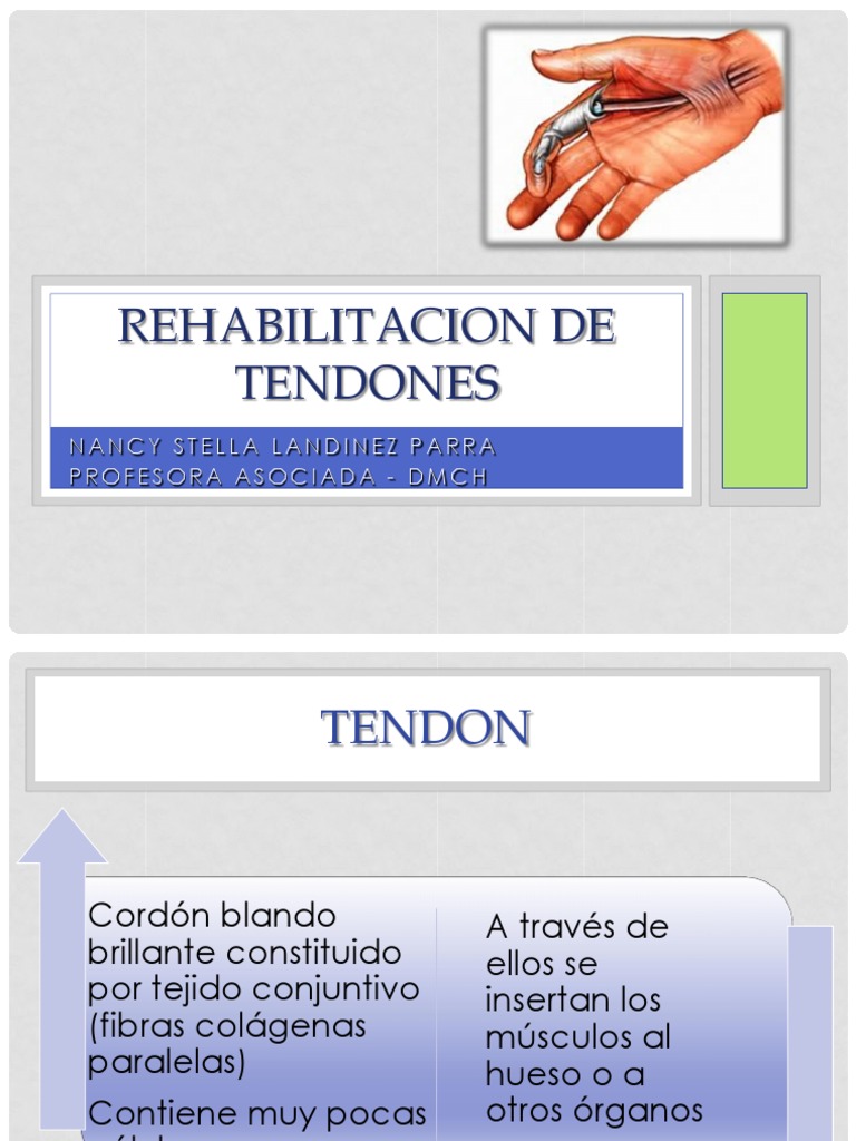 Rehabilitación de Tendones: Protocolo y Técnicas | PDF | Tejido ...