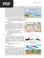 Biogeochemical Cycles For APES | PDF | Carbon Cycle | Nitrate
