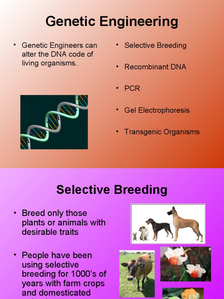 Genetic Engineering | Download Free PDF | Genetic Engineering ...