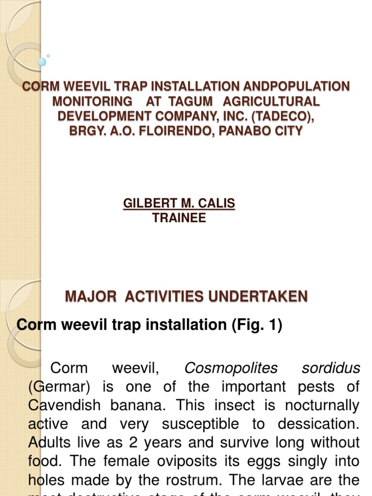 Corm Weevil | PDF | Banana | Weighing Scale