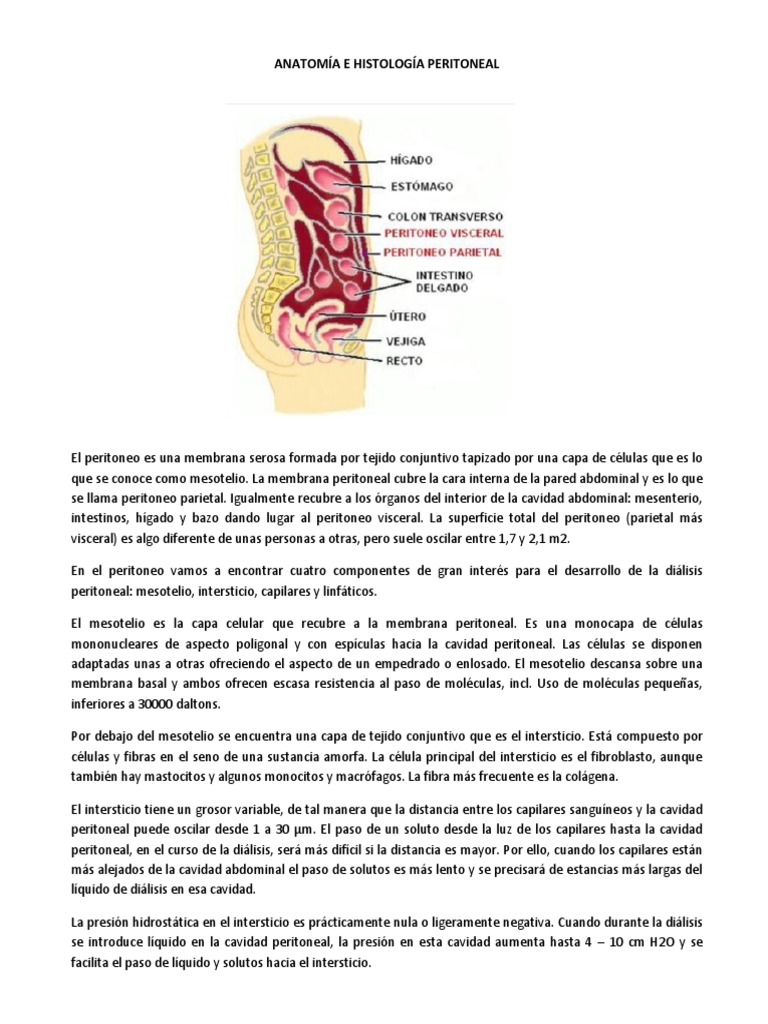 Anatomía e Histología Peritoneal | PDF | Diálisis | Peritoneo