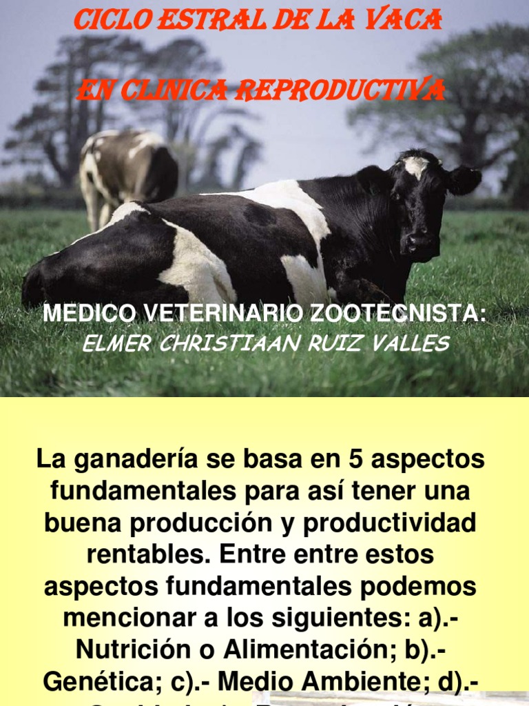 Ciclo Estral de La Vaca | PDF | Hormona luteinizante | Ciclo menstrual