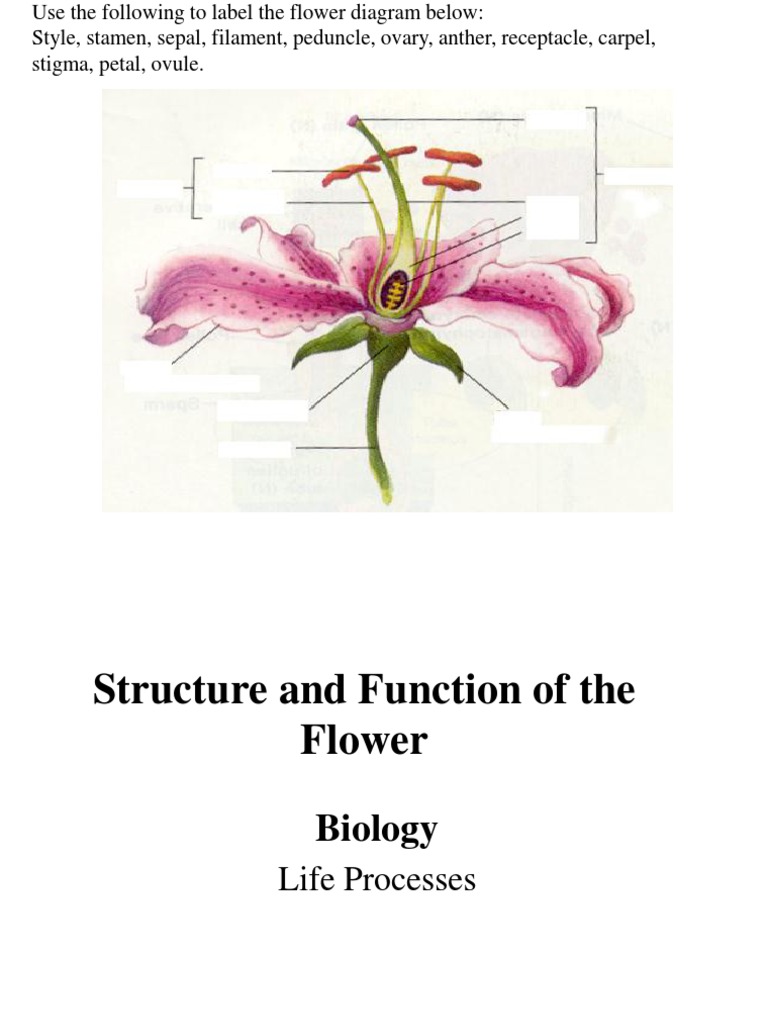Structure and Function of The Flower Powerpoint | PDF | Flowers | Petal
