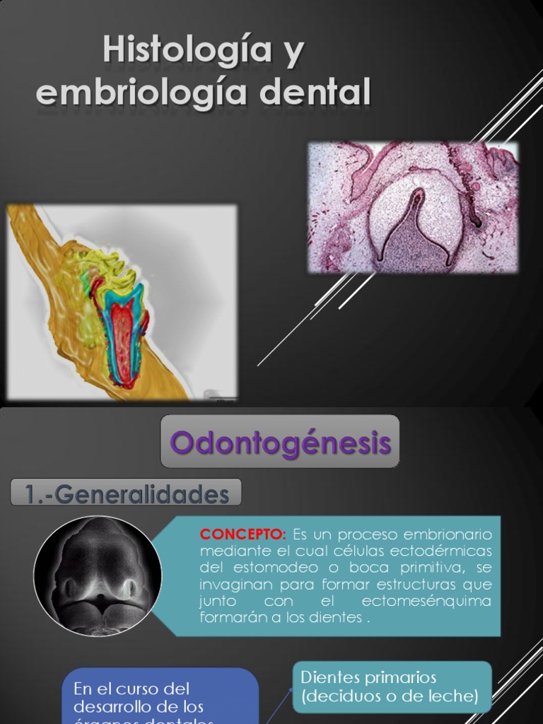 Odontogenesis ..1 | PDF | Diente humano | Anatomía