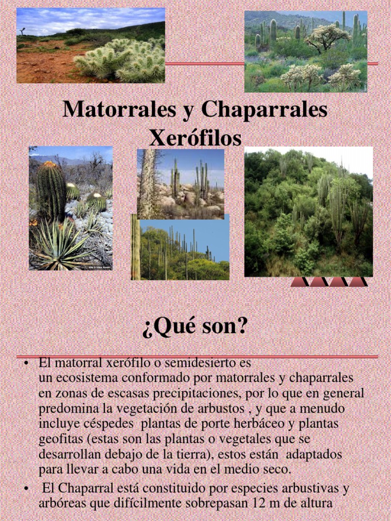 Características del Matorral Xerófilo | PDF | Desierto | Precipitación