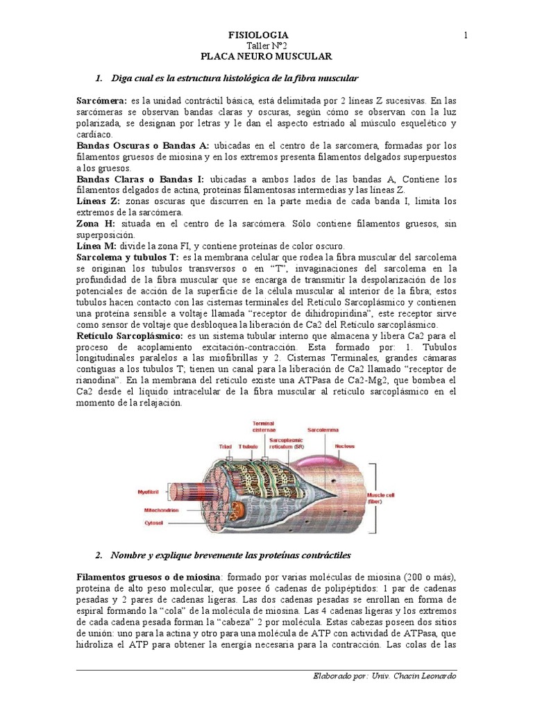 Estructura y Función de la Placa Neuromuscular | PDF | Unión ...