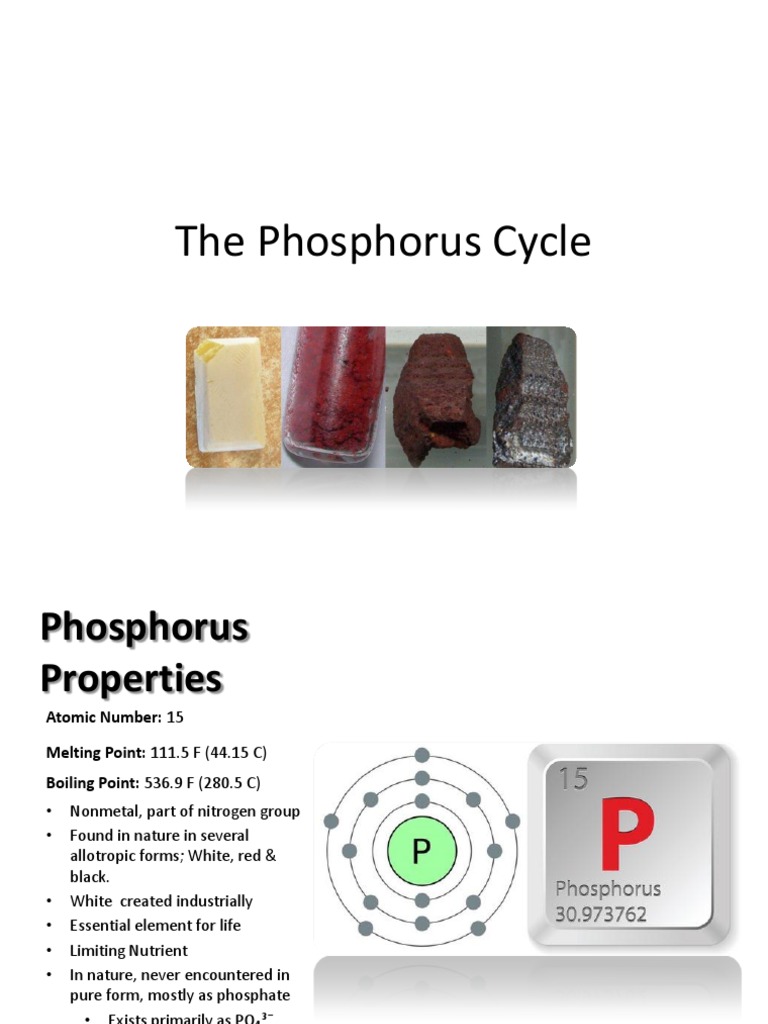 The Phosphorus Cycle (1) | Phosphorus | Eutrophication