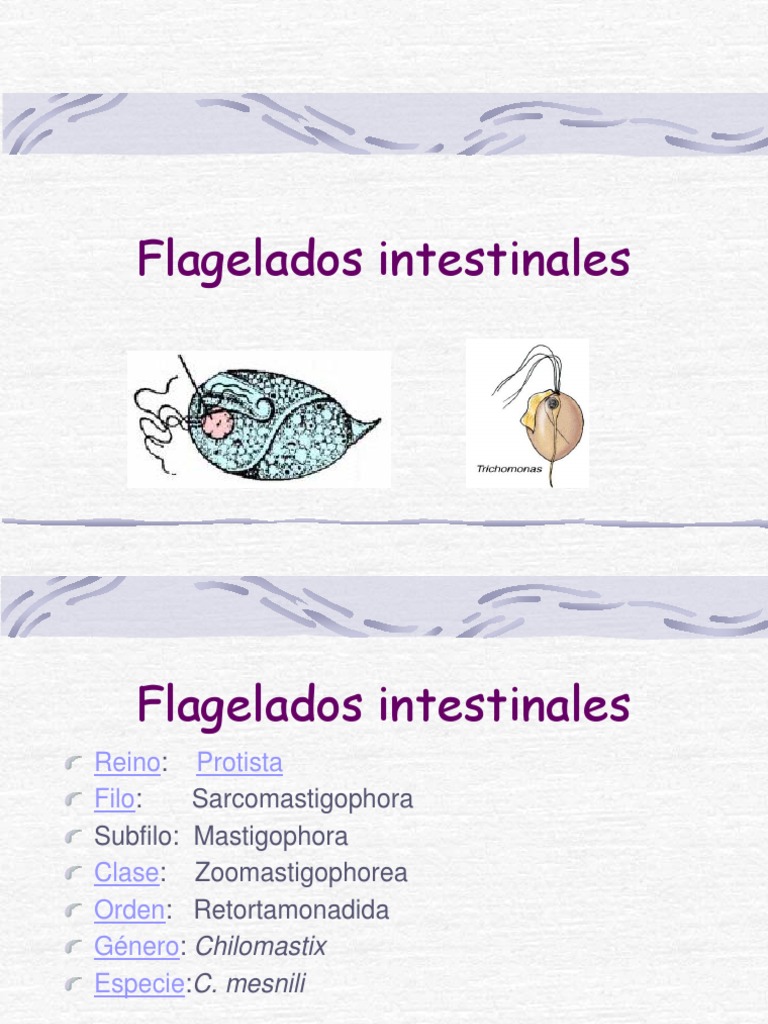 Flagelados Comensales | PDF | Biología | Organismos