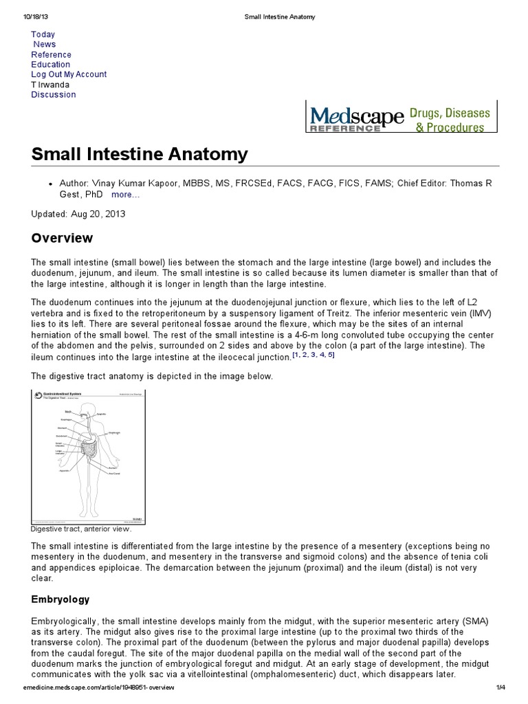 Small Intestine Anatomy | PDF | Small Intestine | Gastrointestinal Tract