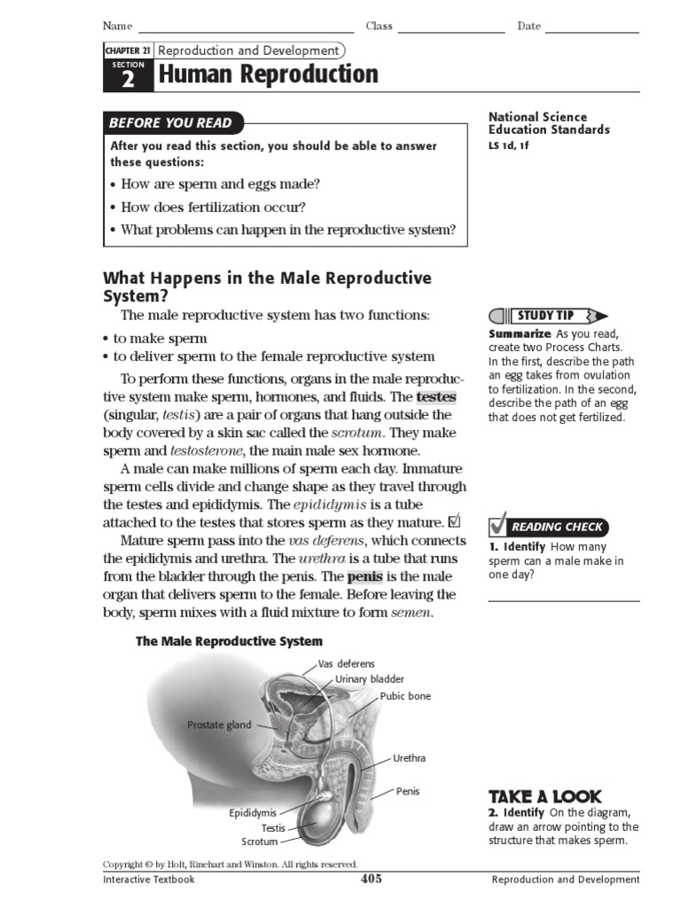 2interactive Textbook Humanreproduction | PDF | Uterus | Reproductive ...