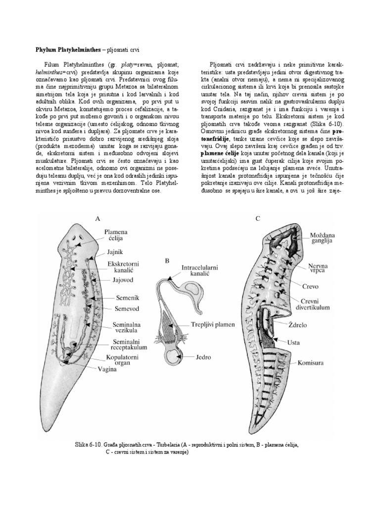 Crvi | PDF