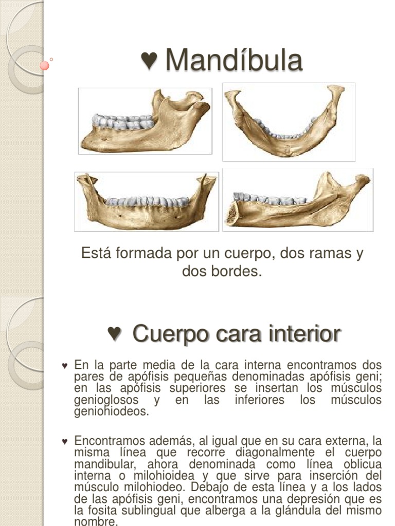 Mandíbula | Anatomía humana | Sistema musculoesquelético