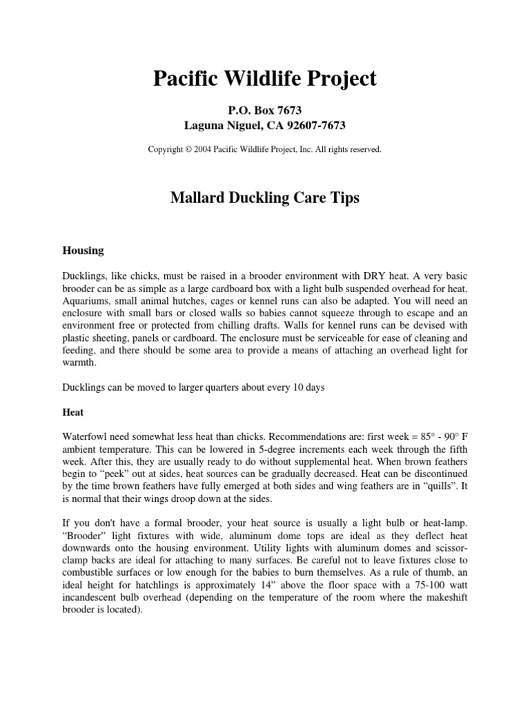Raising Young Waterfowl | PDF | Chicken | Duck