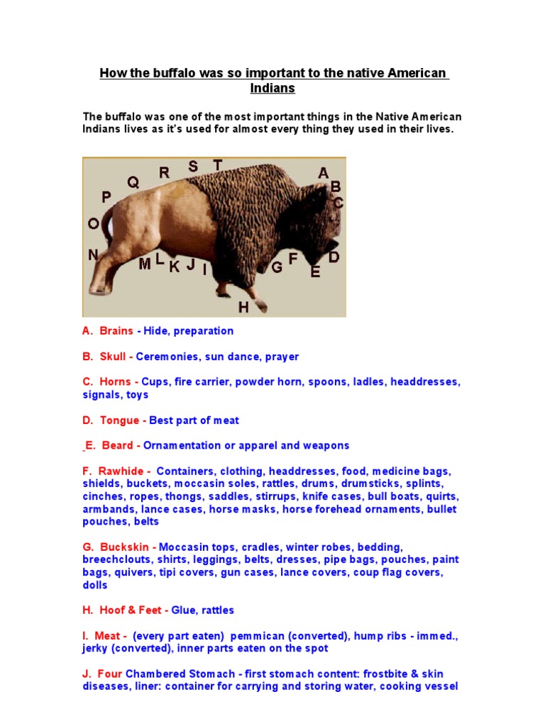 Importance of Buffalo to Native Americans | PDF | American Bison | Clothing