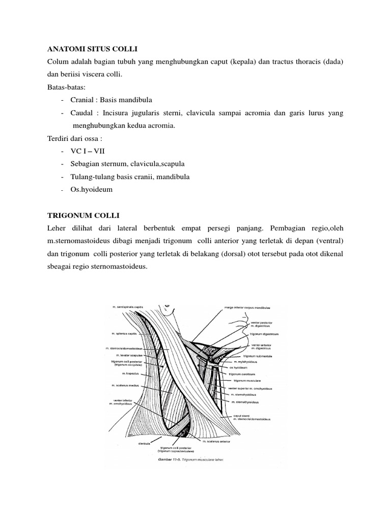 Anatomi Situs Colli Tutorblok 4 | PDF