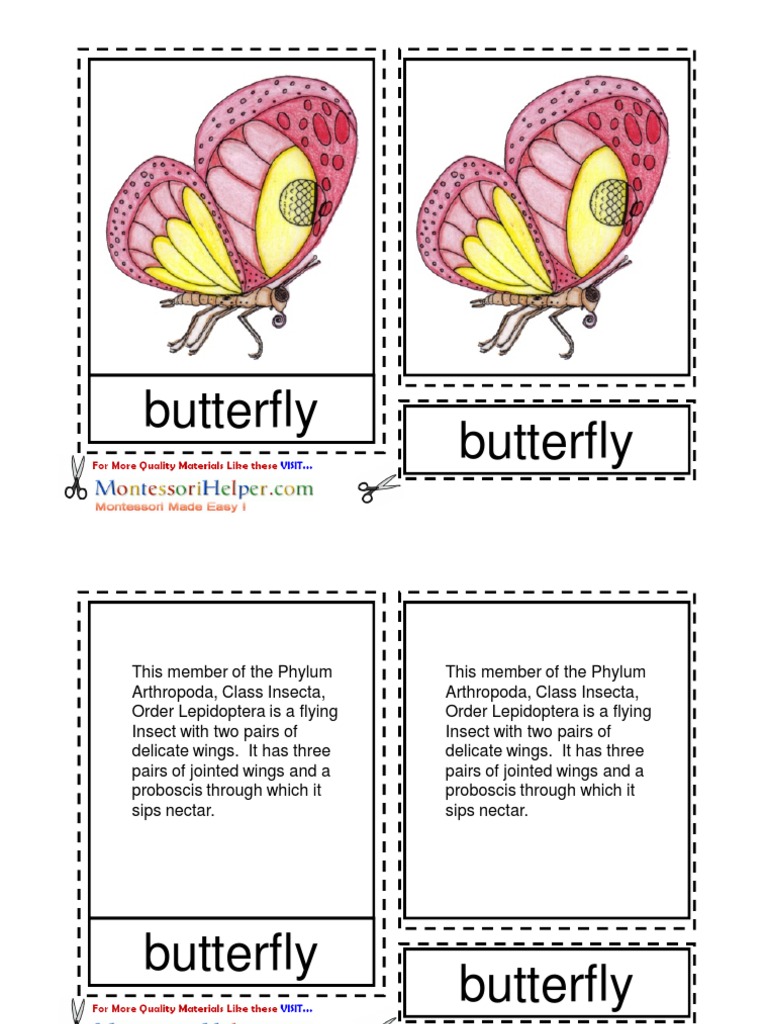 Montessori Butterfly Nomenclature Cards Ages 6 To 9 | PDF | Lepidoptera ...