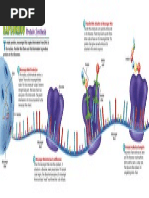 RNA and Protein Synthesis Problems KEY | PDF | Rna | Translation (Biology)