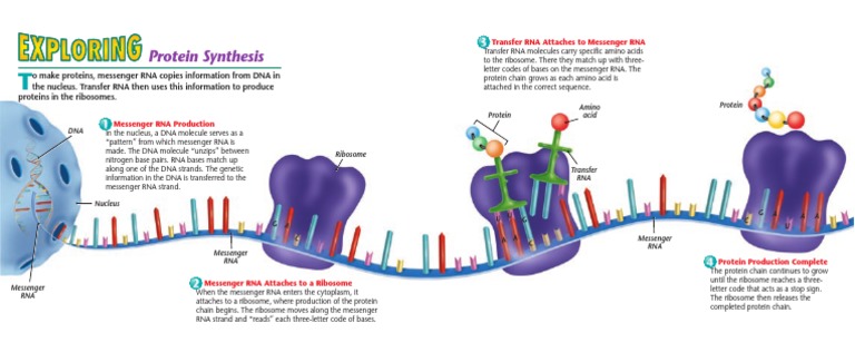 Protein Synthesis Diagram | PDF
