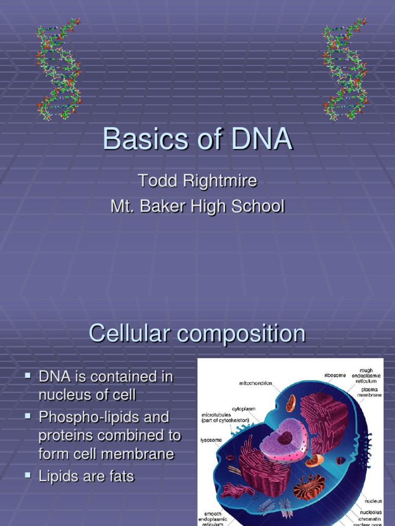 Basics of DNA: Todd Rightmire Mt. Baker High School | PDF | Dna ...