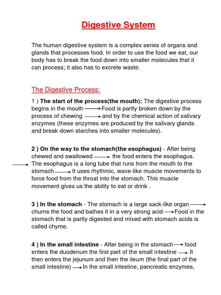 Digestive System | PDF | Human Digestive System | Gastrointestinal Tract