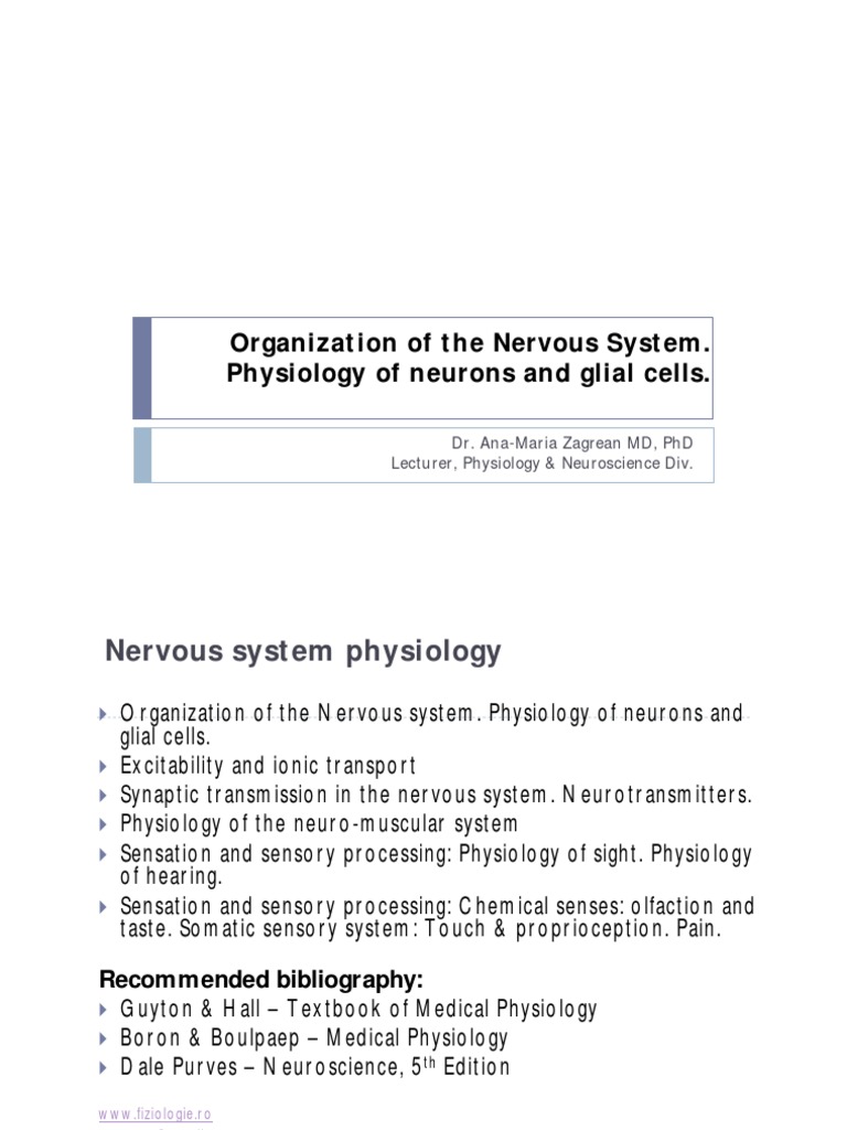 Organization of The Nervous System | PDF | Nervous System | Neuron