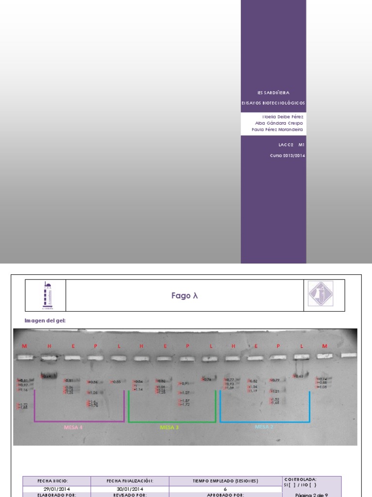Informe Fago Lambda M1 LACC2 | PDF | Enzima restrictiva | Adn