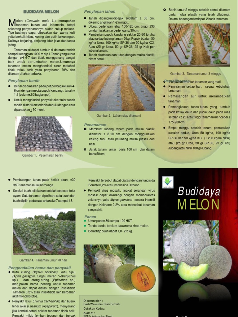 Budidaya Melon PDF | PDF