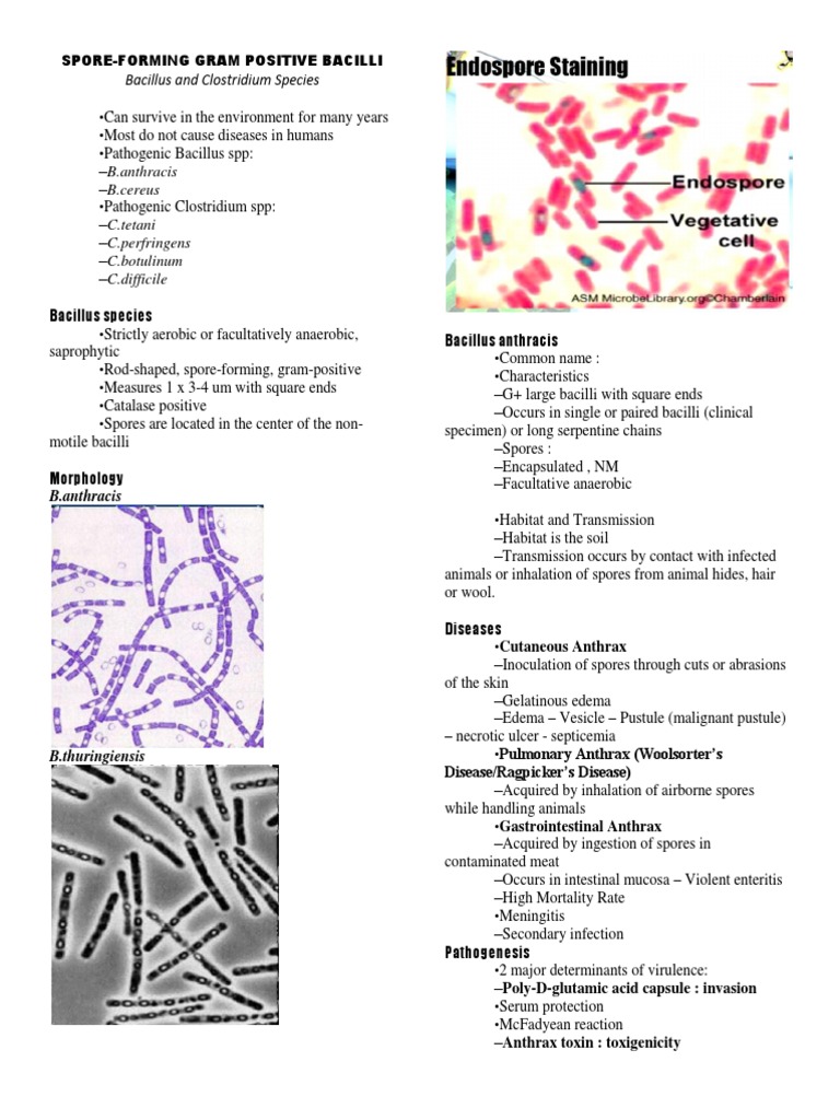 Bacillus and Clostridium Species: Spore-Forming Gram Positive Bacilli | PDF | Anthrax ...