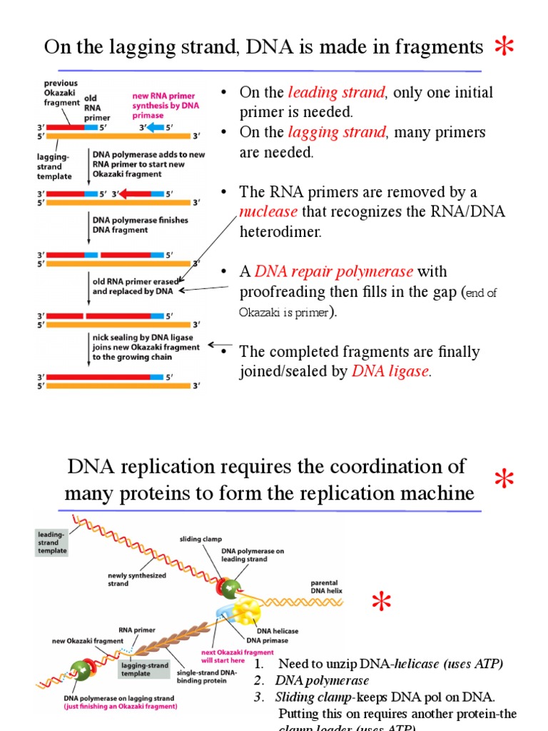 Rea Lec 9 DNA Replication | PDF | Dna Replication | Rna Splicing