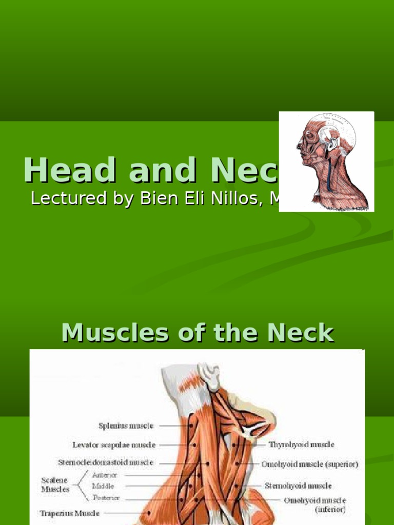 Head and Neck | PDF | Common Carotid Artery | Neck