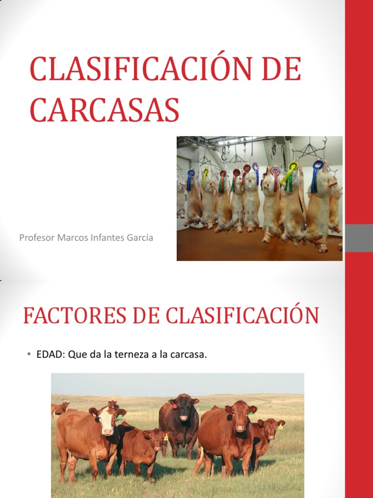 Clasificación de Carcasas | PDF | Tejido adiposo | Carne