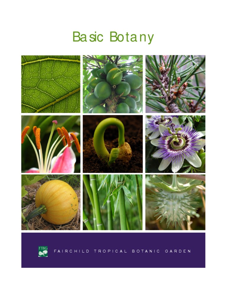 Introduction to Basic Botany | PDF | Bark | Photosynthesis