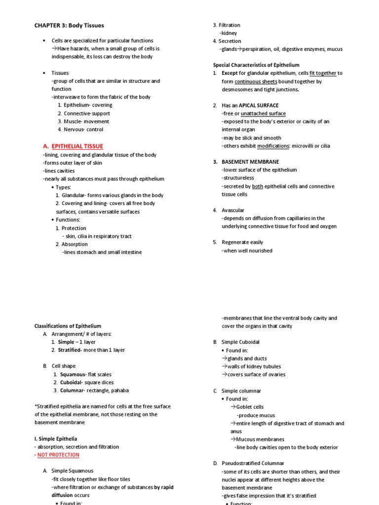 Chapter 3 Part 2 | PDF | Epithelium | Tissue (Biology)