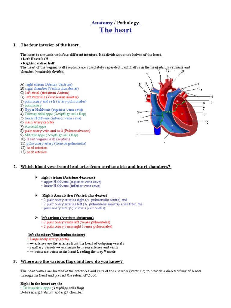 Anatomy The Heart | PDF