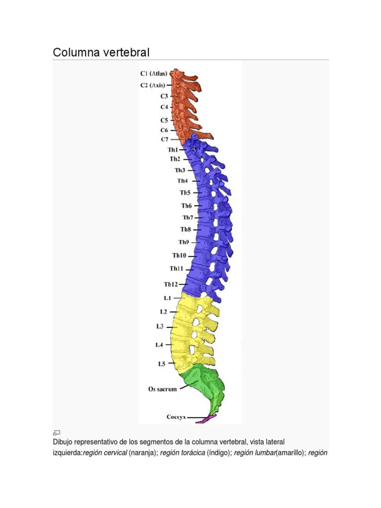 Columna Vertebral | Columna vertebral | Vértebra