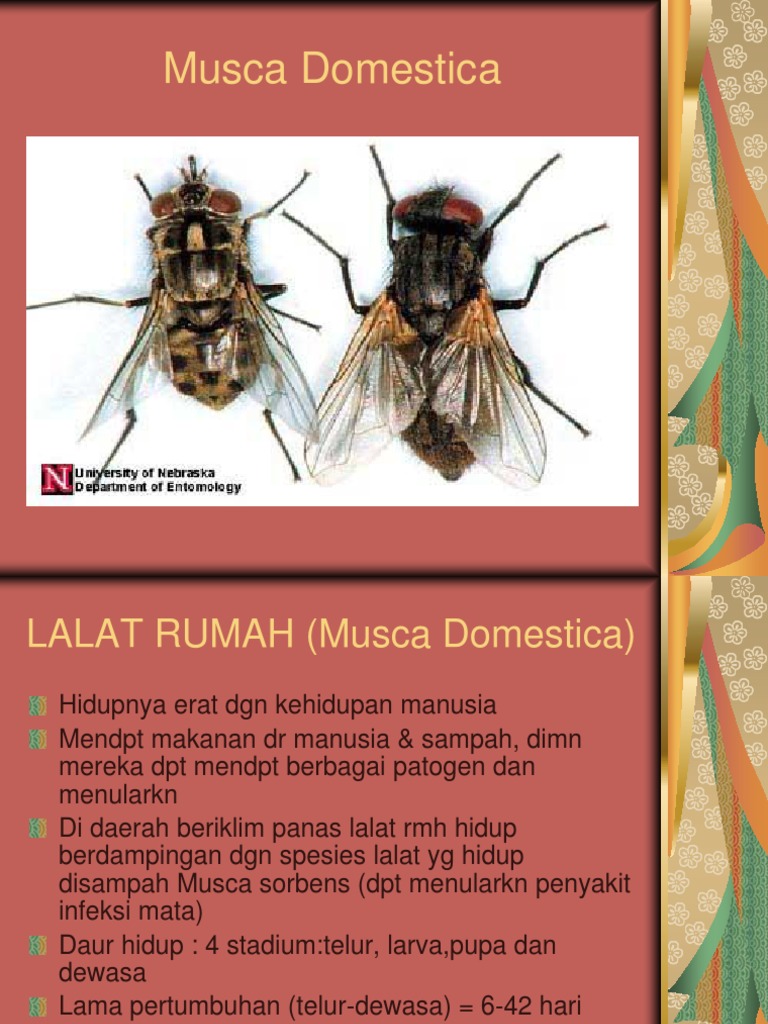 Lalat, Musca Domestica | PDF