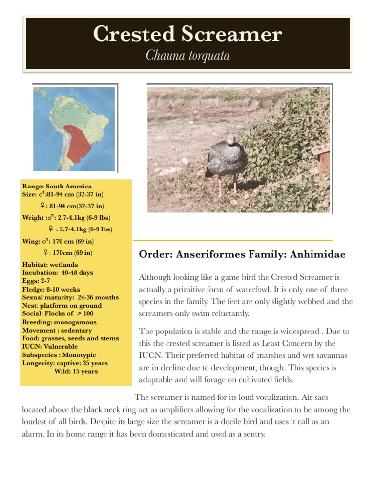 Crested Screamer | PDF