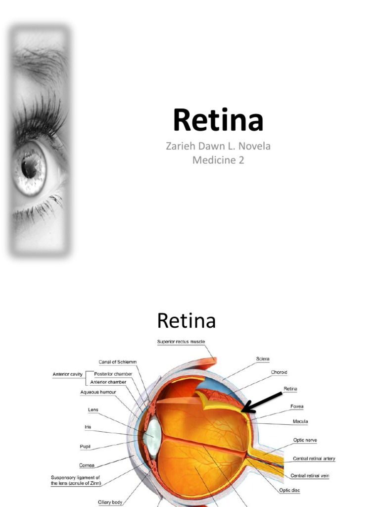 Retina.pptx | Retina | Visual Perception